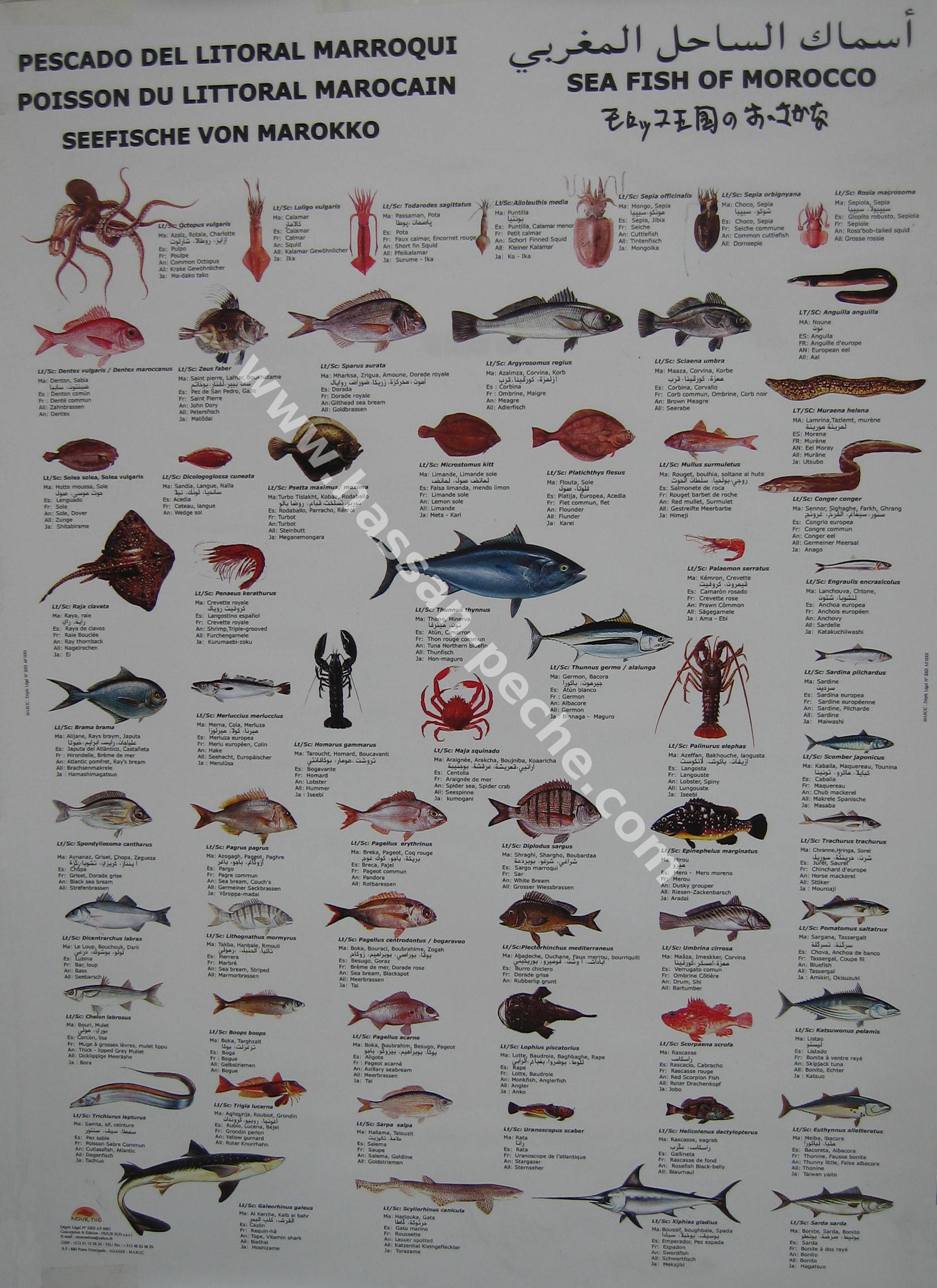 Poster : Poisson du littoral marocain - Peche Maroc